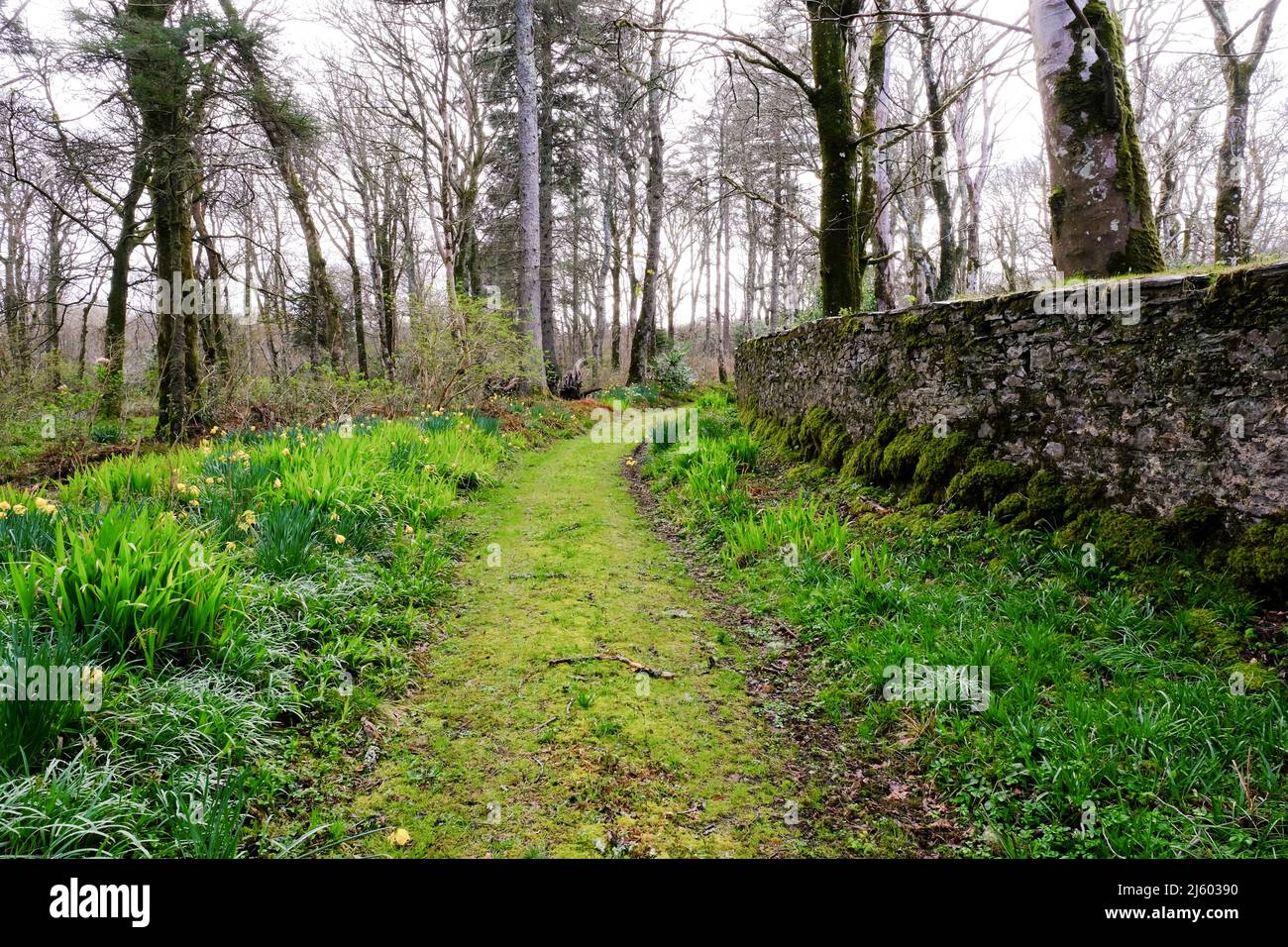 A beautiful green pathway bounded by daffodils and an ancient stone ...