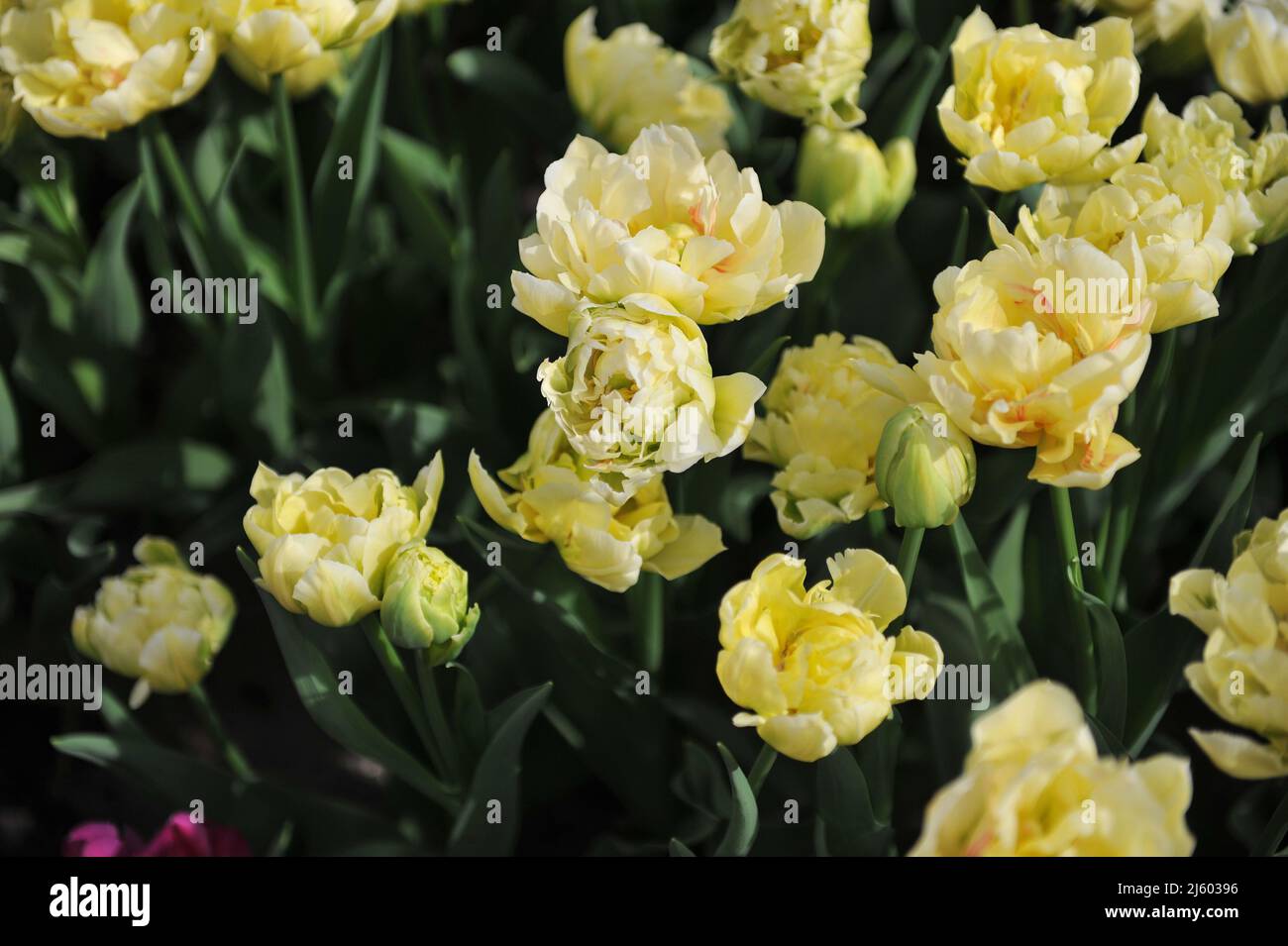 Yellow peony-flowered Double Early tulips (Tulipa) Ippon bloom in a ...