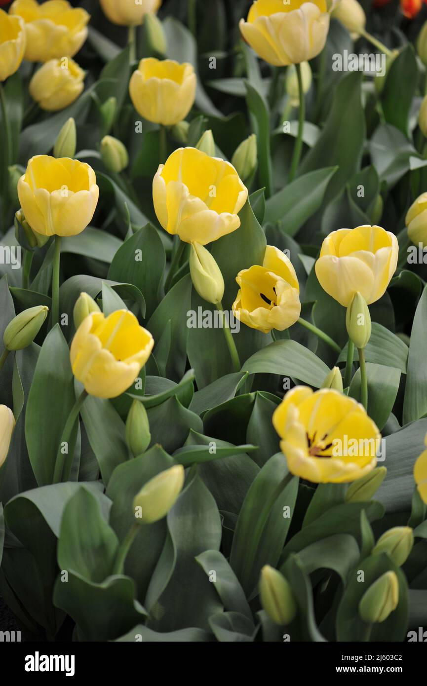 Yellow Darwin Hybrid tulips (Tulipa) Ivory Floradale bloom in a garden ...
