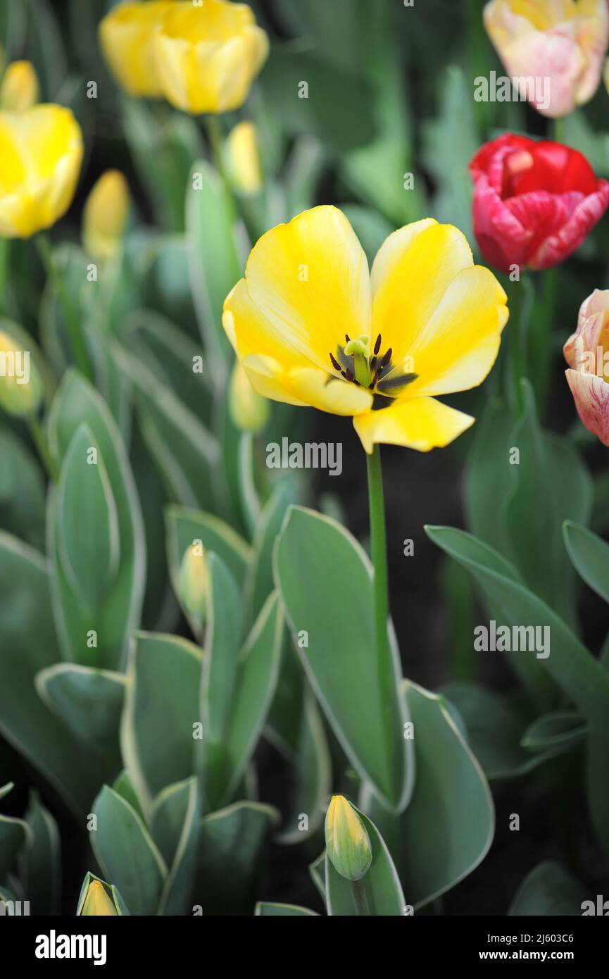 Yellow Darwin Hybrid tulips (Tulipa) Jaap Groot with variegated leaves ...