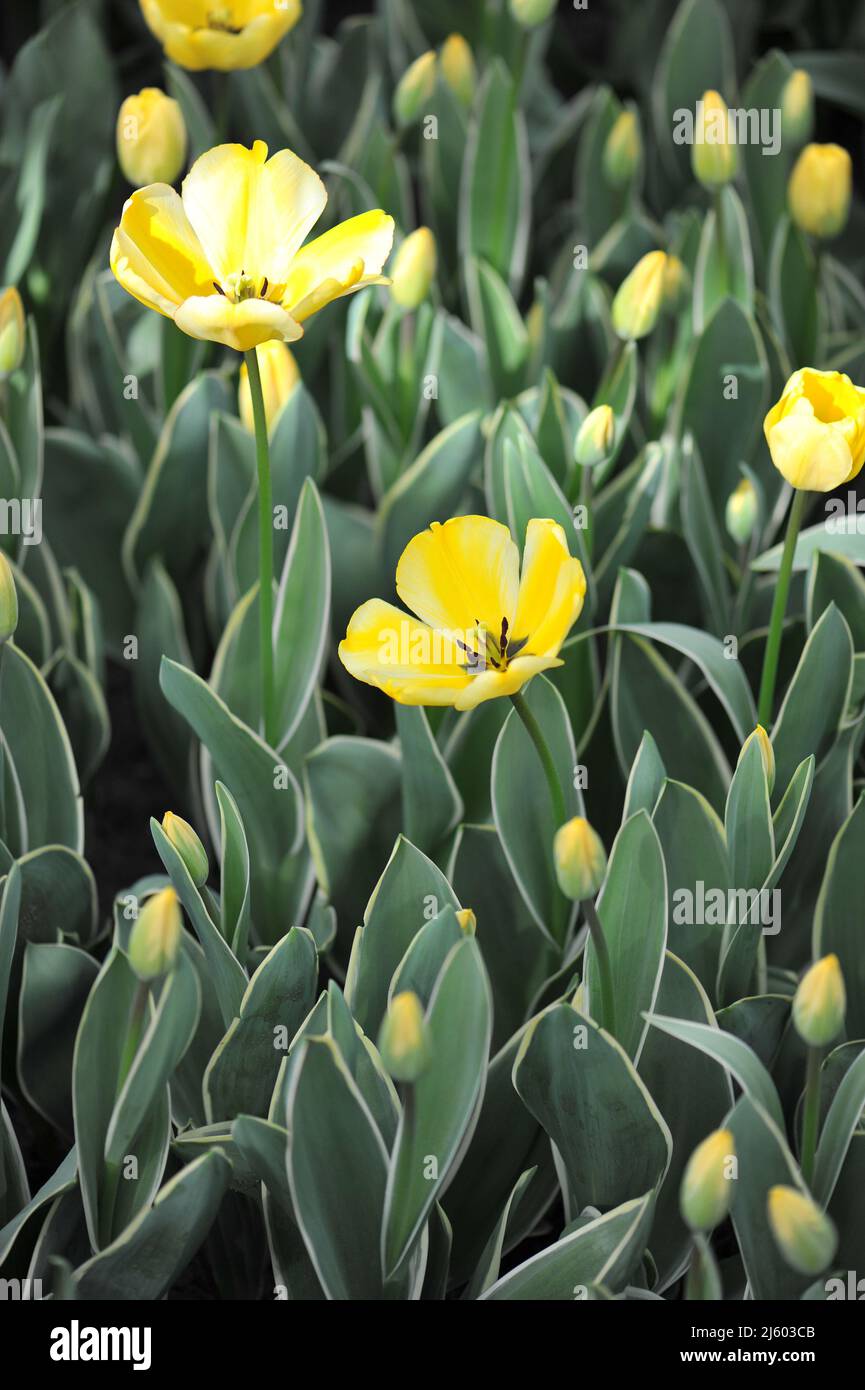 Yellow Darwin Hybrid tulips (Tulipa) Jaap Groot with variegated leaves ...