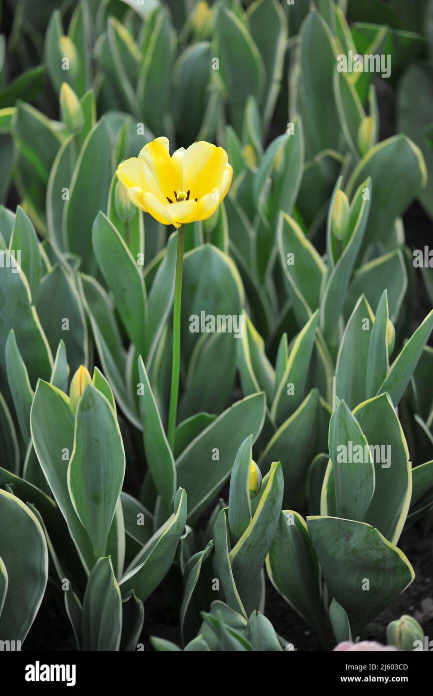Yellow Darwin Hybrid tulips (Tulipa) Jaap Groot with variegated leaves ...