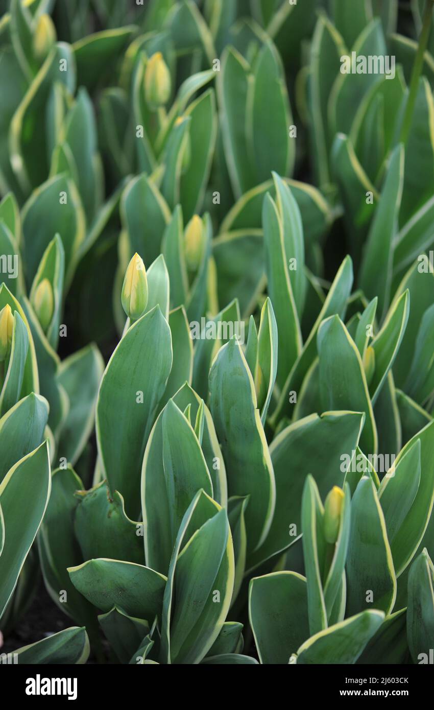 Yellow Darwin Hybrid tulips (Tulipa) Jaap Groot with variegated leaves ...