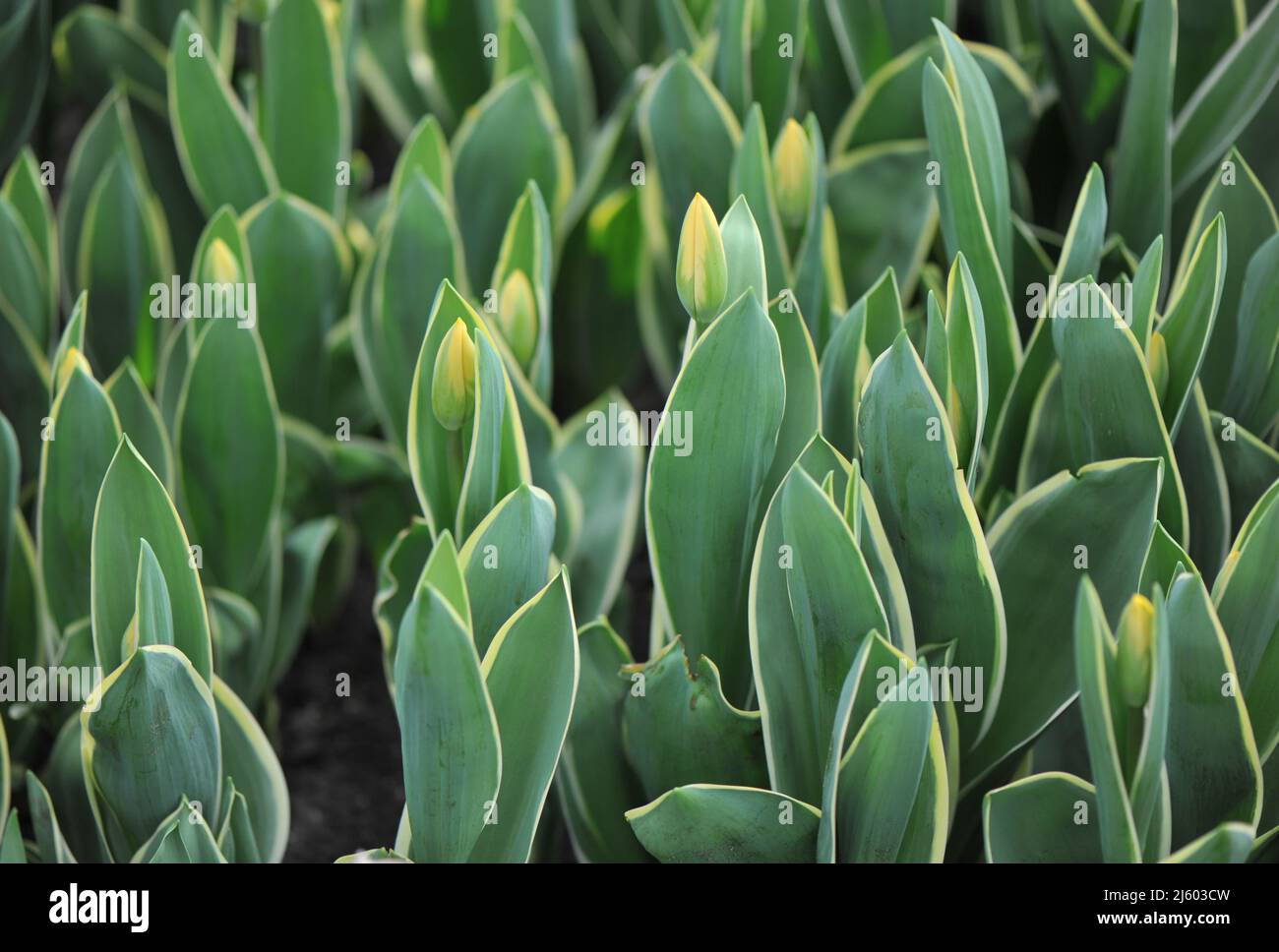 Yellow Darwin Hybrid tulips (Tulipa) Jaap Groot with variegated leaves ...