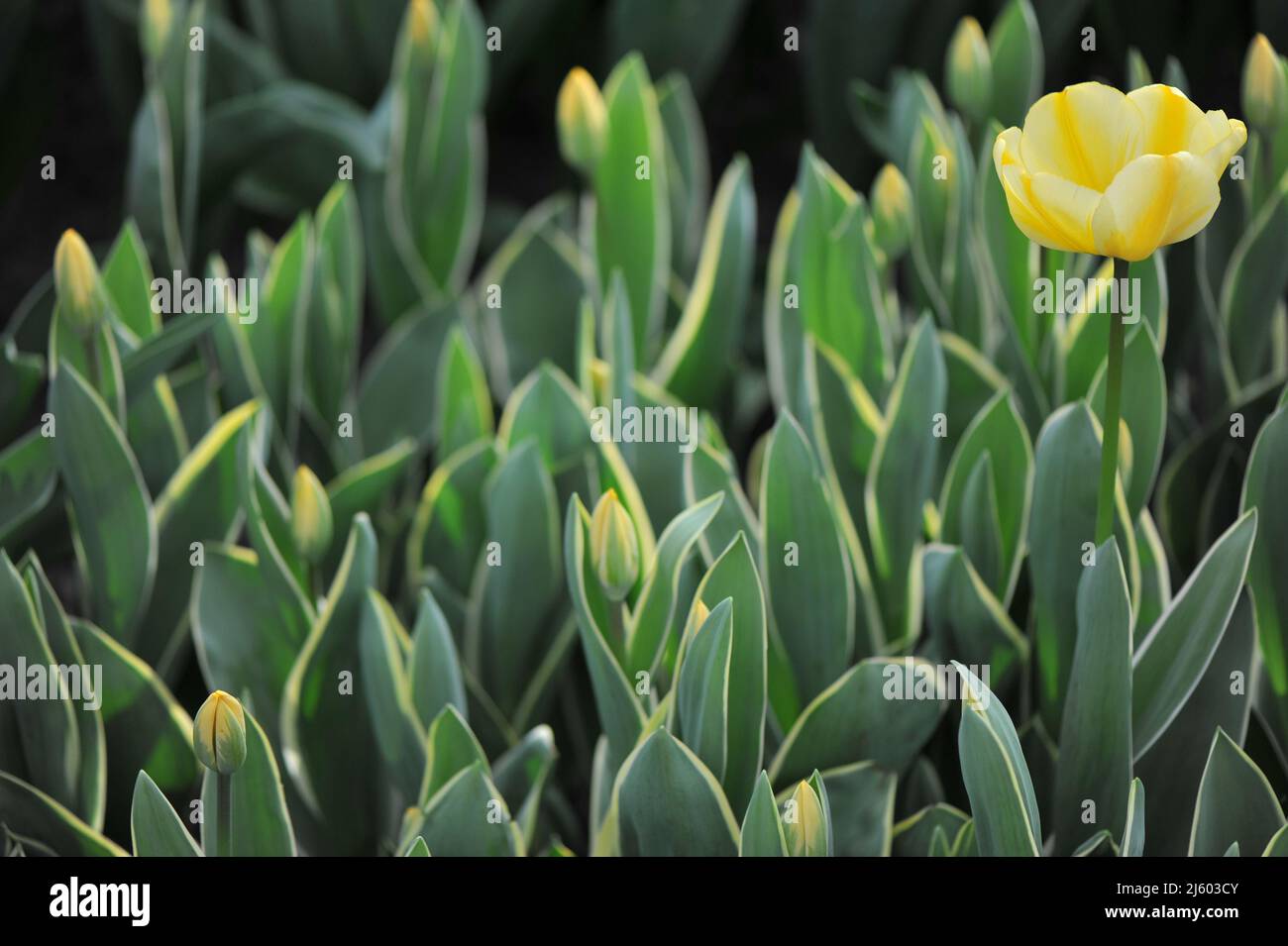 Yellow Darwin Hybrid tulips (Tulipa) Jaap Groot with variegated leaves ...