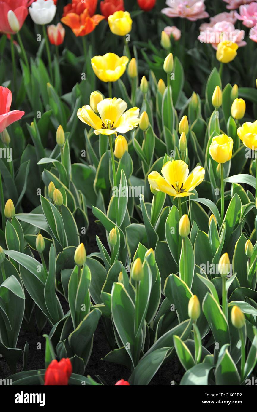 Yellow Darwin Hybrid tulips (Tulipa) Jaap Groot with variegated leaves ...