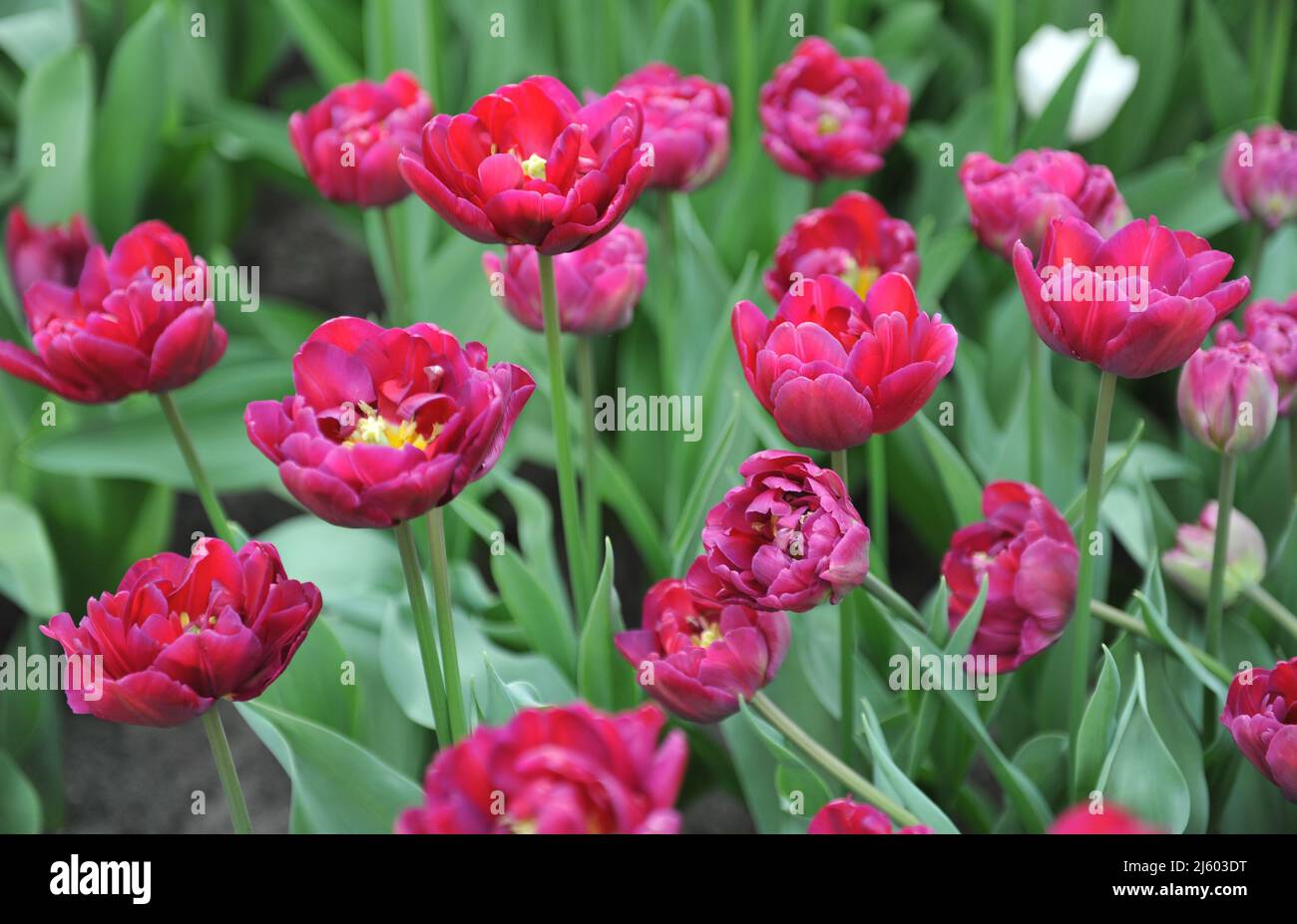 Purple-pink Double Early tulips (Tulipa) Jinan bloom in a garden in ...