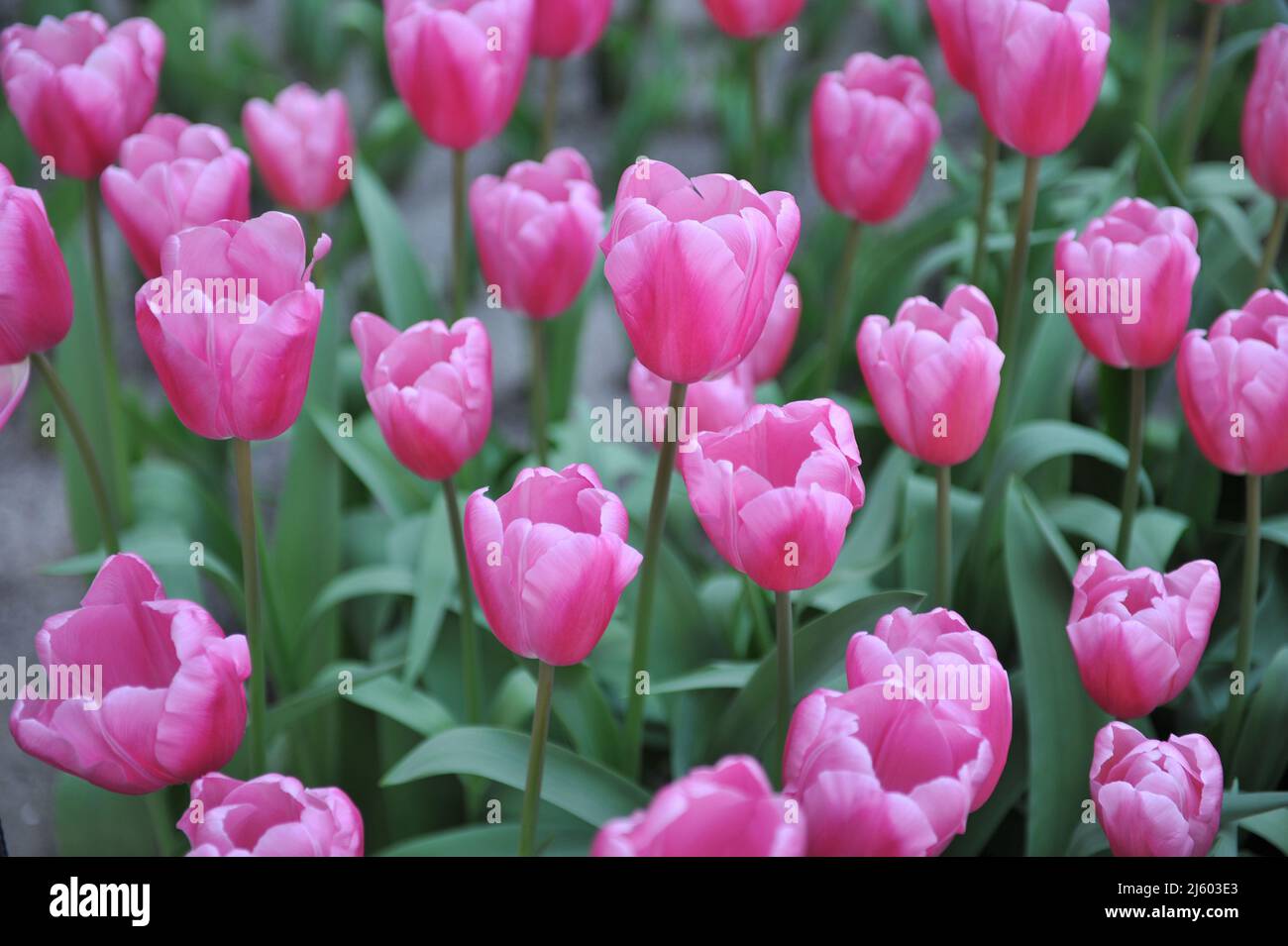 Pink Triumph tulips (Tulipa) Jumbo Pink bloom in a garden in March ...
