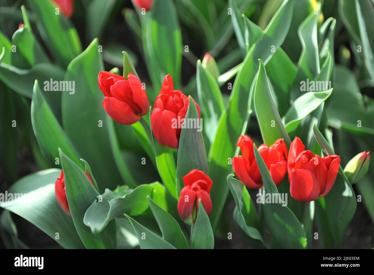 Red Triumph tulips (Tulipa) Kasparov bloom in a garden in March Stock ...