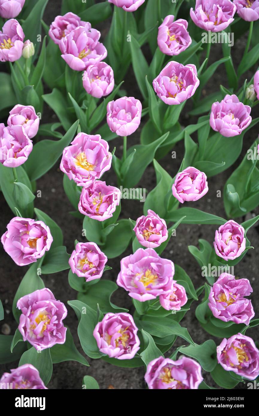 Lilac-pink Double Early tulips (Tulipa) Kickstart bloom in a garden in ...