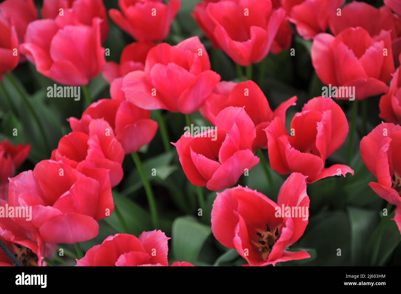 Pink Darwin Hybrid tulips (Tulipa) Lady van Eijk bloom in a garden in ...