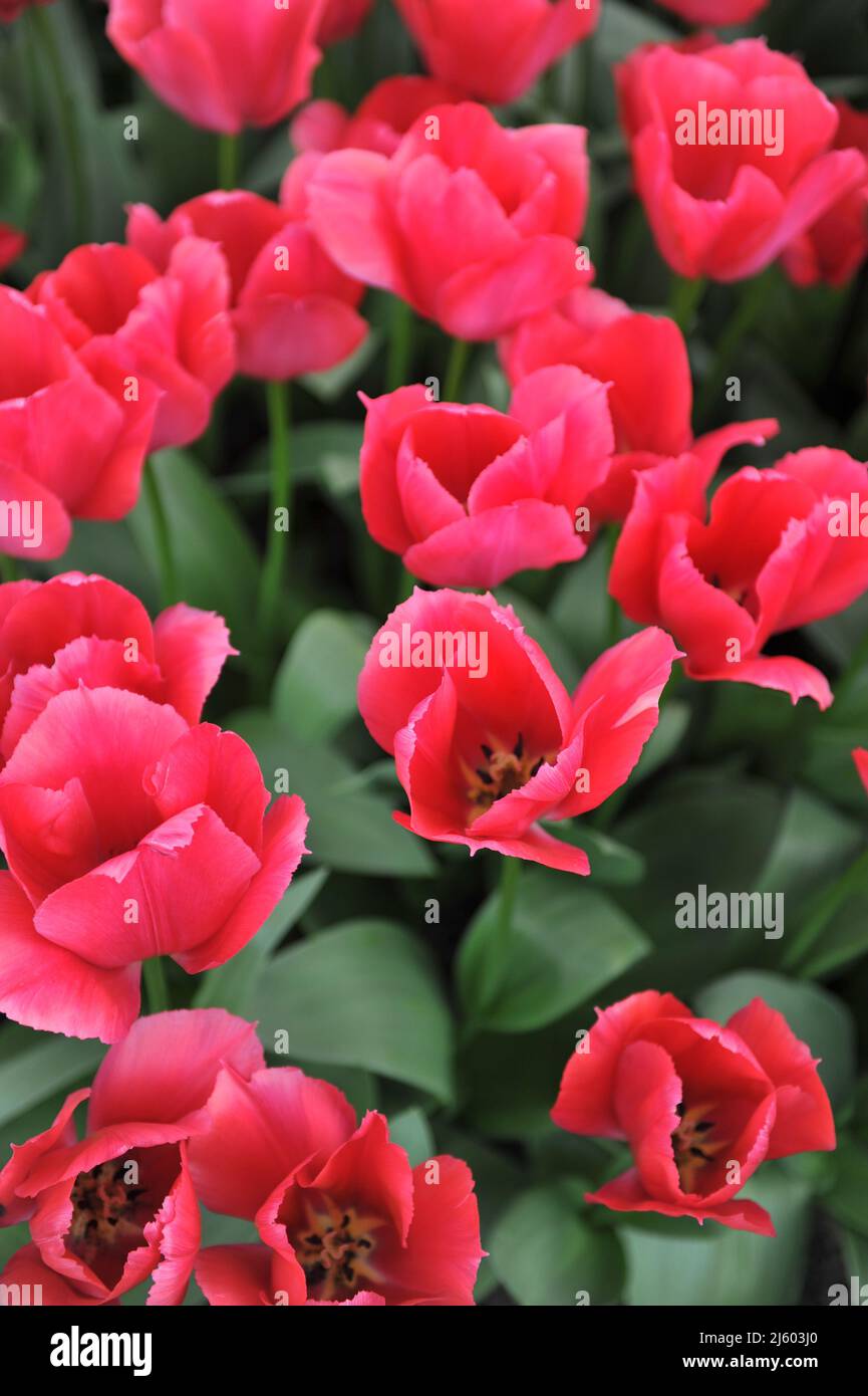Pink Darwin Hybrid tulips (Tulipa) Lady van Eijk bloom in a garden in March Stock Photo - Alamy