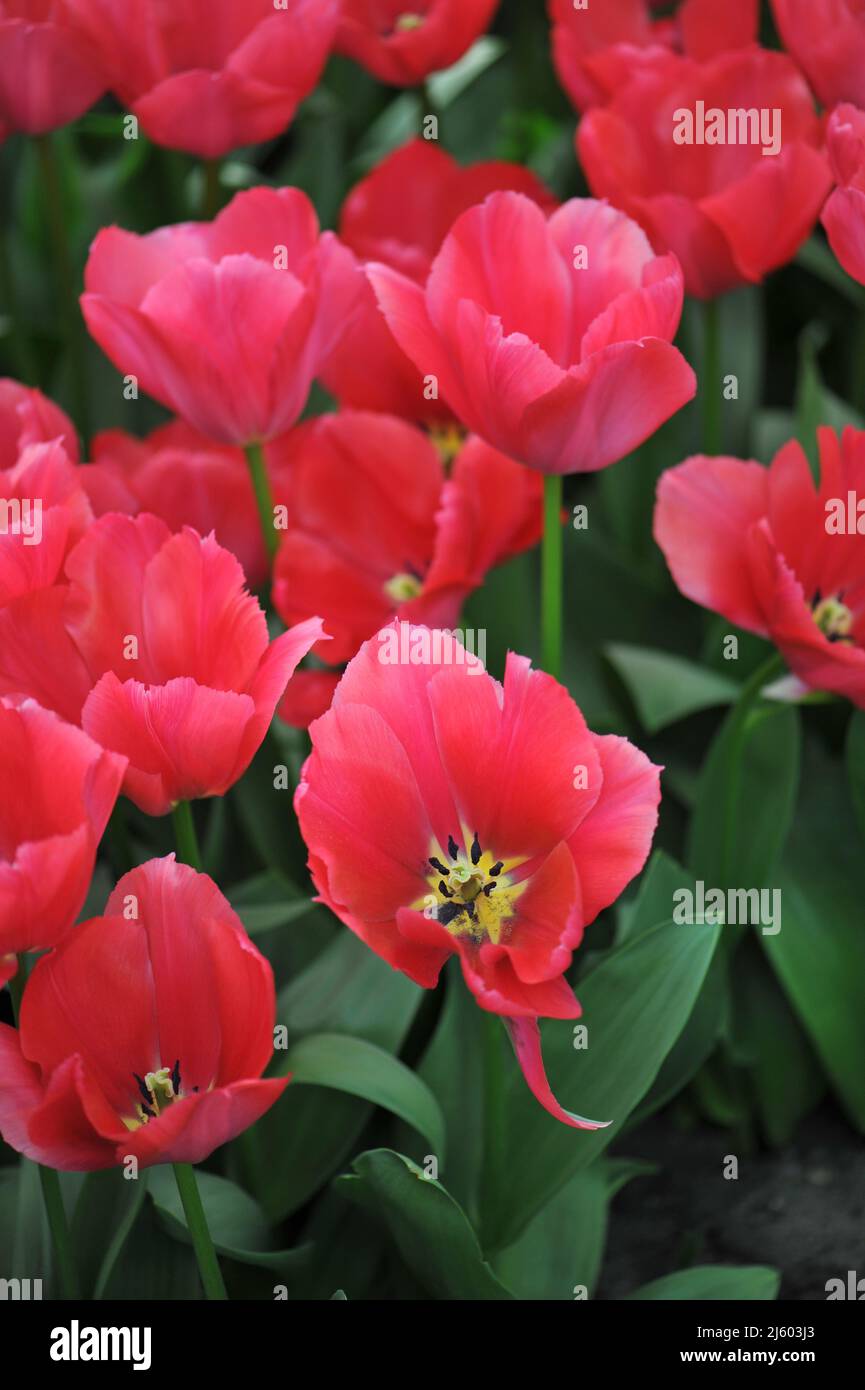 Pink Darwin Hybrid tulips (Tulipa) Lady van Eijk bloom in a garden in March Stock Photo - Alamy
