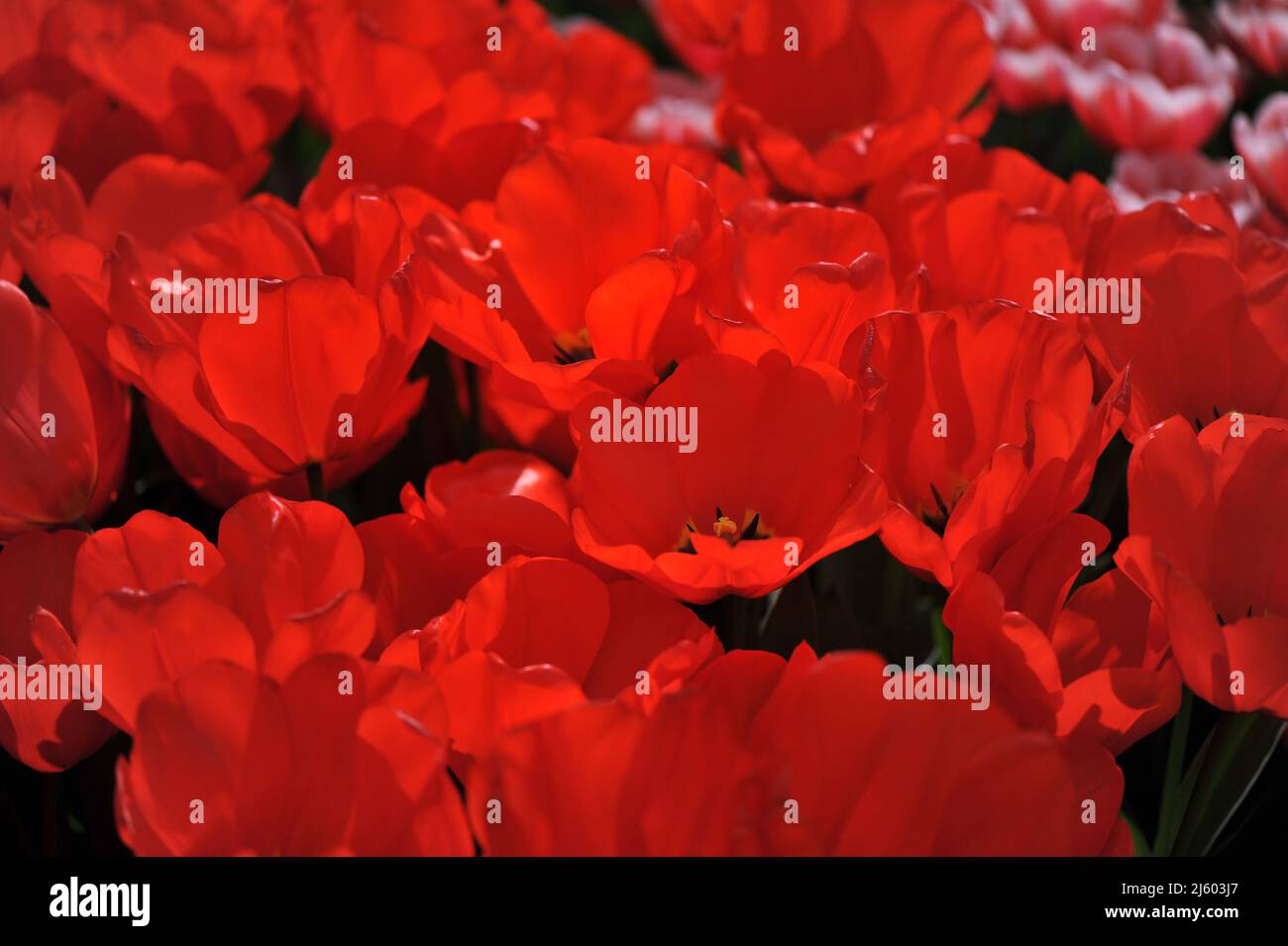 Red Darwin Hybrid tulips (Tulipa) Lalibela bloom in a garden in March ...