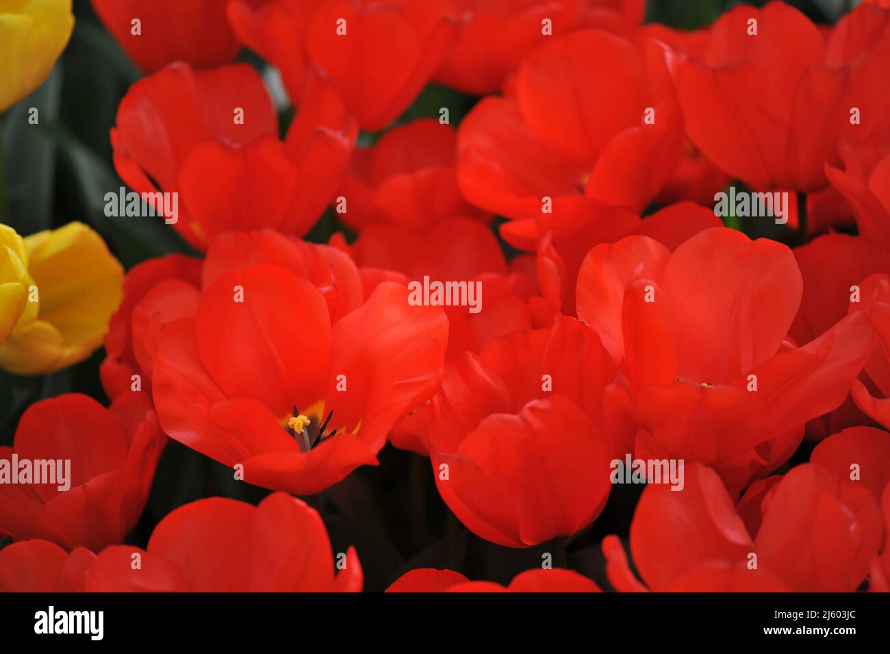 Red Darwin Hybrid tulips (Tulipa) Lalibela bloom in a garden in March ...