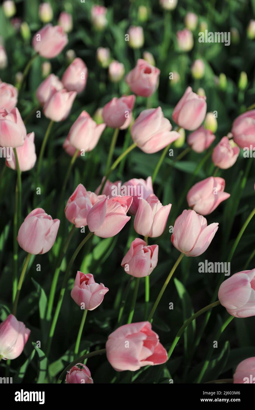 Pink Triumph tulips (Tulipa) Lasergame bloom in a garden in March Stock ...