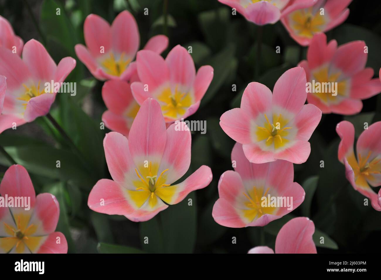 Pink Darwin Hybrid tulips (Tulipa) Light and Dreamy bloom in a garden ...