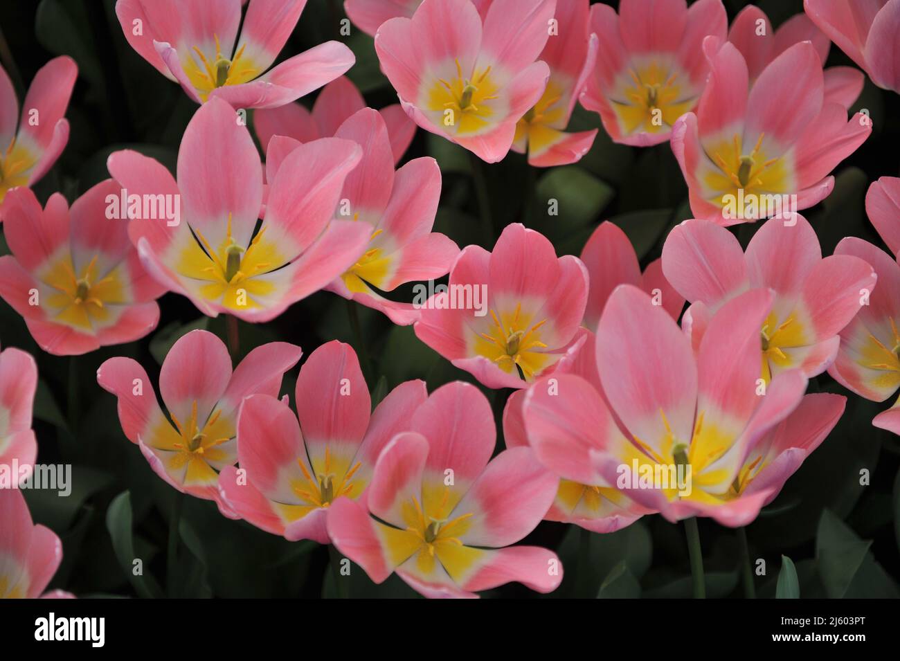 Pink Darwin Hybrid tulips (Tulipa) Light and Dreamy bloom in a garden ... Pink Darwin Hybrid tulips (Tulipa) Light and Dreamy bloom in a garden ...