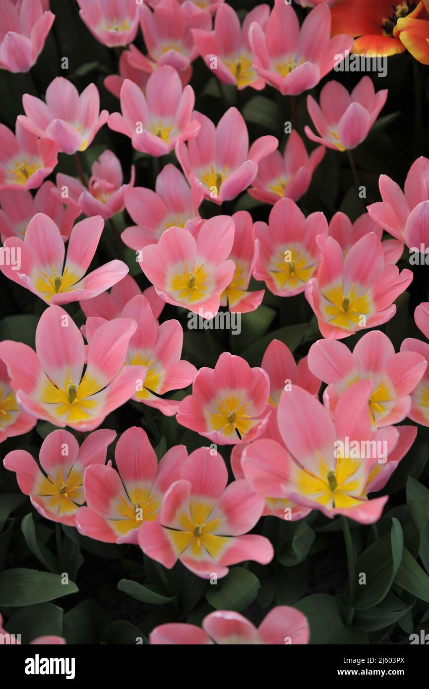 Pink Darwin Hybrid tulips (Tulipa) Light and Dreamy bloom in a garden ... Pink Darwin Hybrid tulips (Tulipa) Light and Dreamy bloom in a garden ...