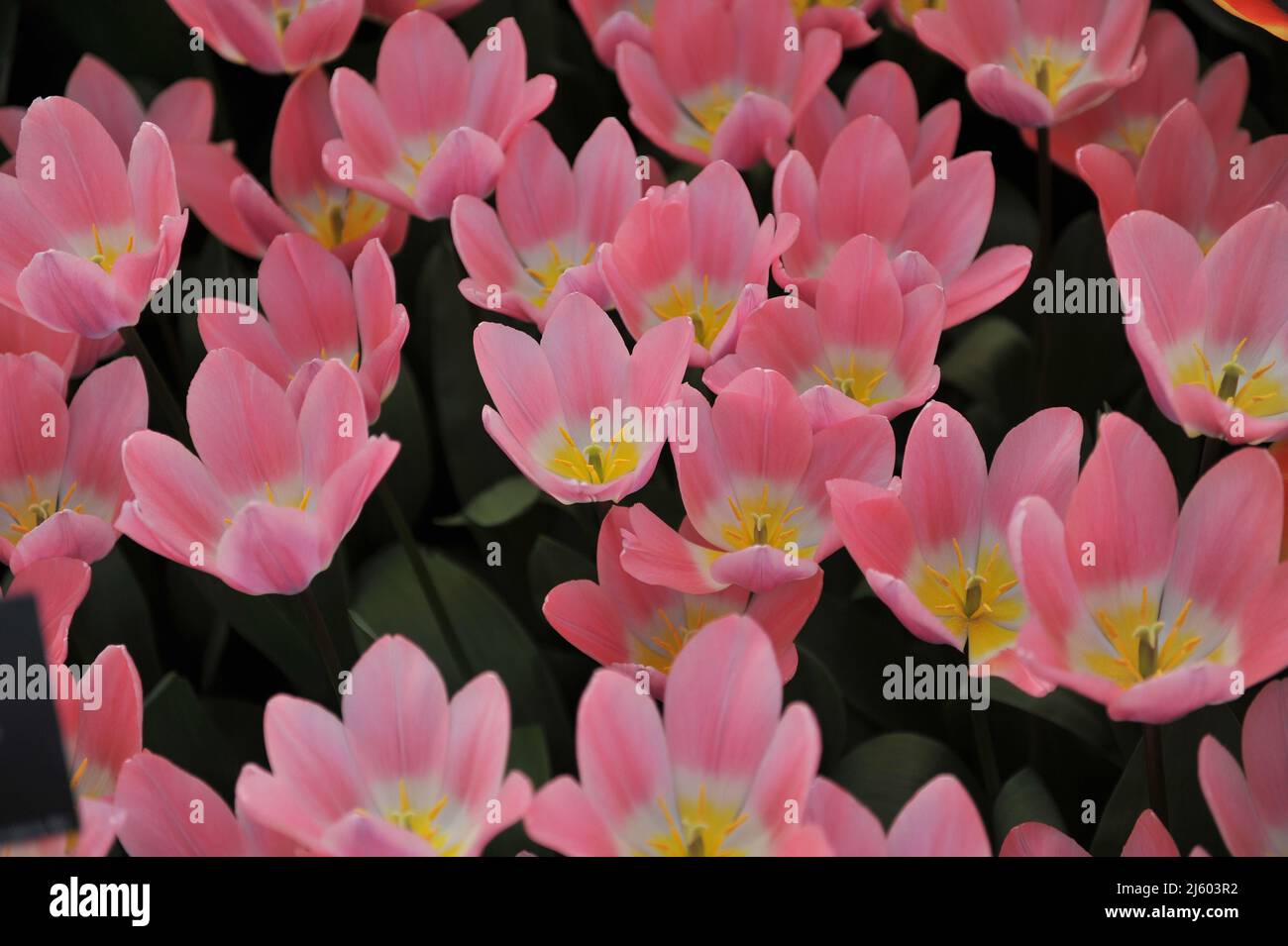 Beautiful light pink tulip hi-res stock photography and images - Alamy