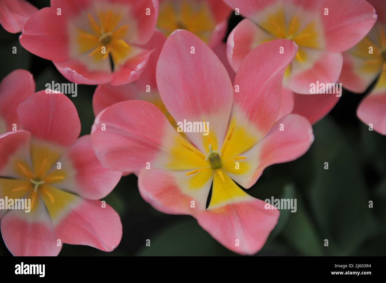 Pink Darwin Hybrid tulips (Tulipa) Light and Dreamy bloom in a garden ...