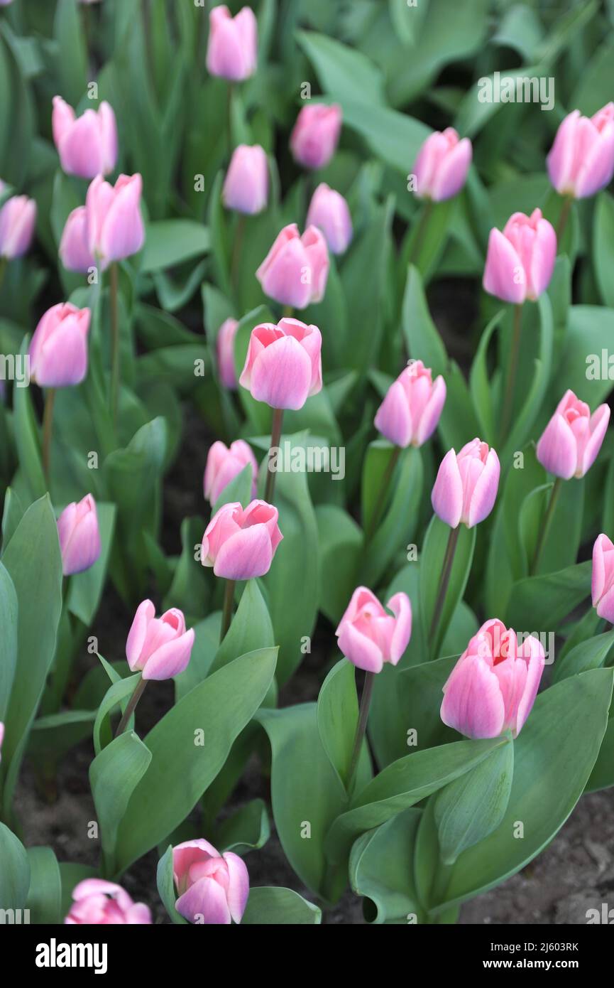 Pink Darwin Hybrid tulips (Tulipa) Light and Dreamy bloom in a garden ...