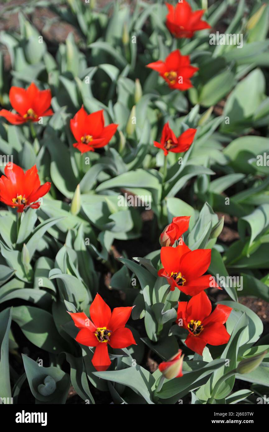Red Miscellaneous Tubergen's tulips (Tulipa tubergeniana) bloom in a ...