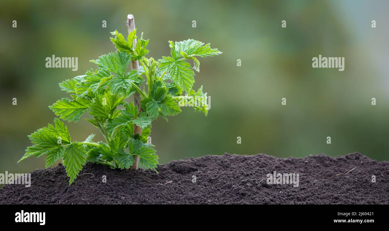 A young raspberry sprout grows out of the earth with sunlight. Photo on ...