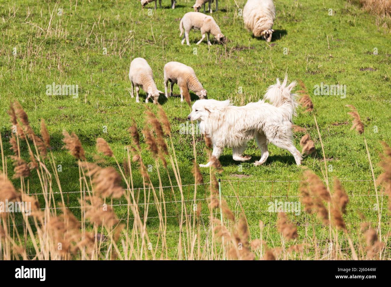 A guard dog with his flock of sheep Stock Photo - Alamy