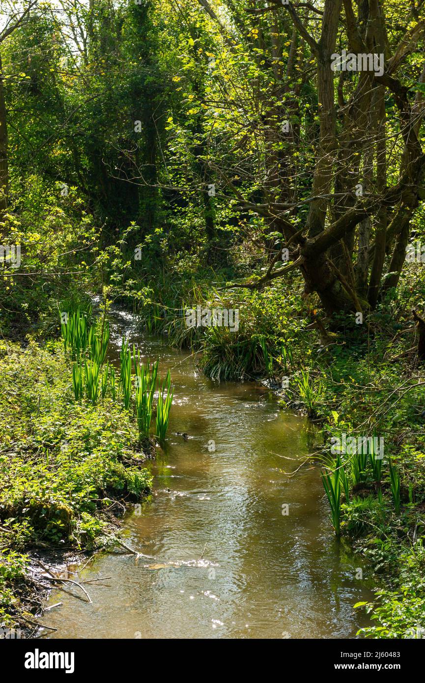 Fradley Pool Nature Reserve, Staffordshire, England Stock Photo - Alamy