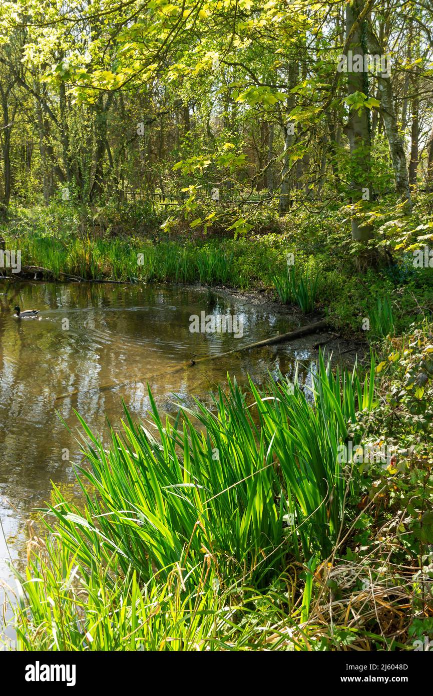 Fradley Pool Nature Reserve, Staffordshire, England Stock Photo - Alamy