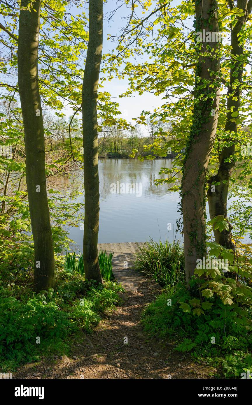 Fishing Point at Fradley Pool Nature Reserve, Staffordshire, England ...