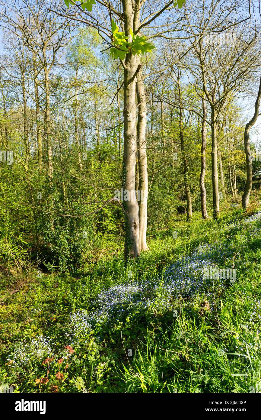 Fradley Pool Nature Reserve, Staffordshire, England Stock Photo - Alamy