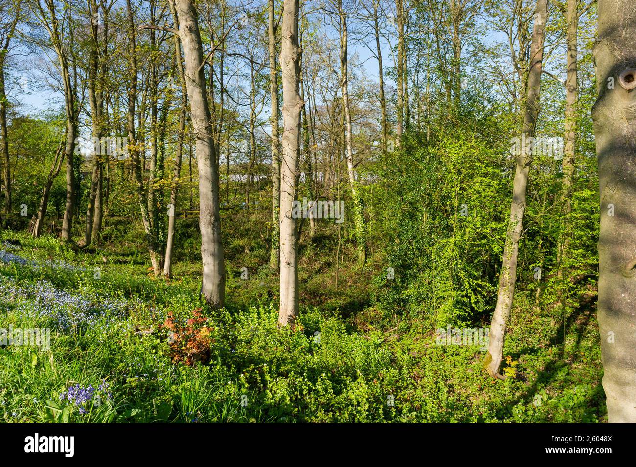 Fradley Pool Nature Reserve, Staffordshire, England Stock Photo - Alamy