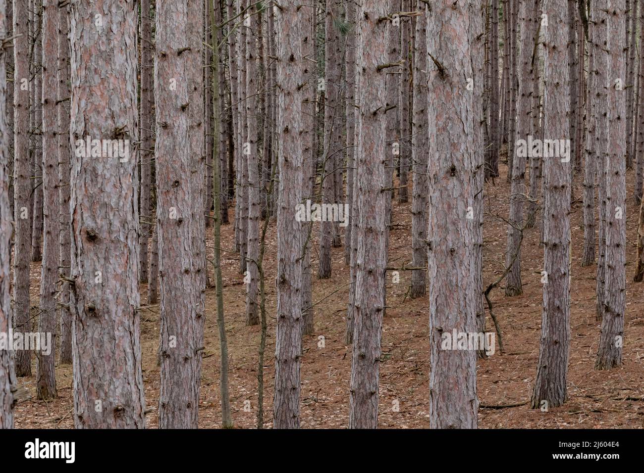 Red Pine, Pinus resinosa, plantation in central Michigan, USA Stock ...