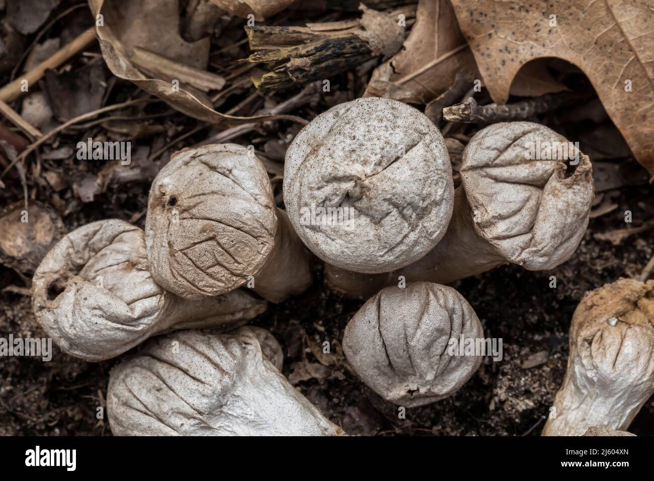 Disciseda candida hi-res stock photography and images - Alamy