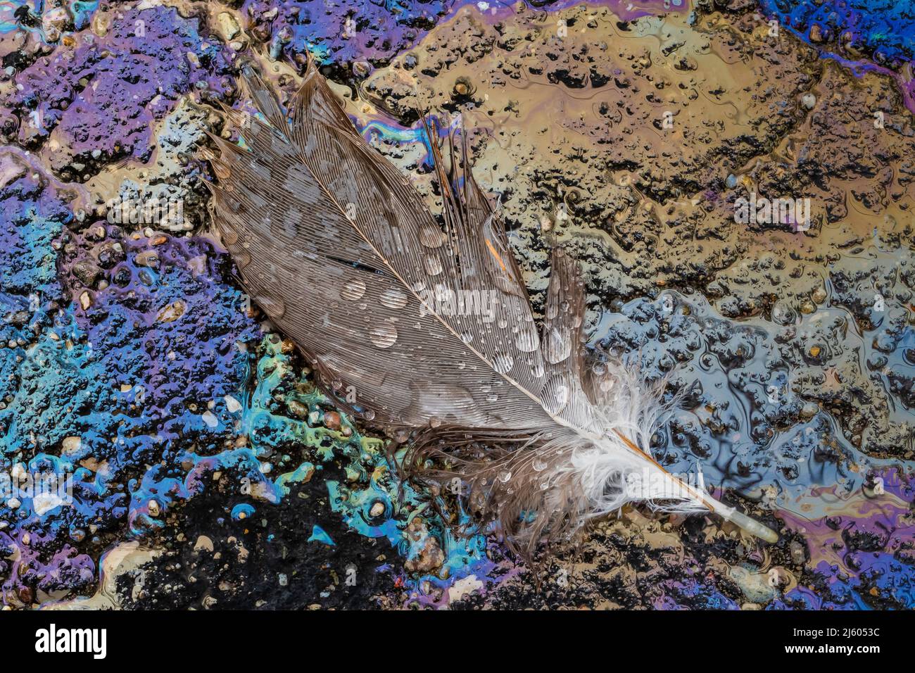 Feather with oil sheen originating from a truck's hydraulic fluid on ...