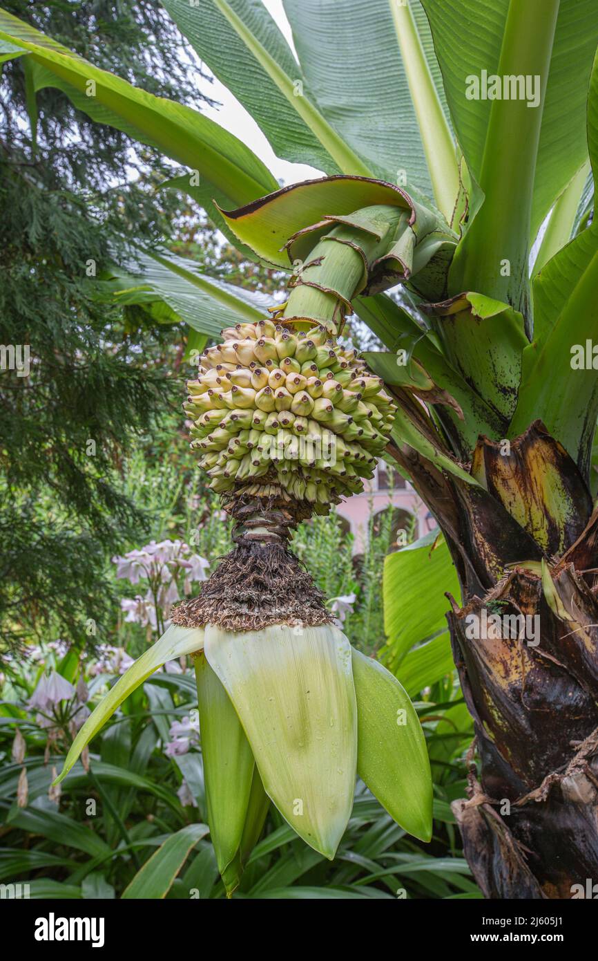 Banana tree plantation tenerife island hi-res stock photography and ...
