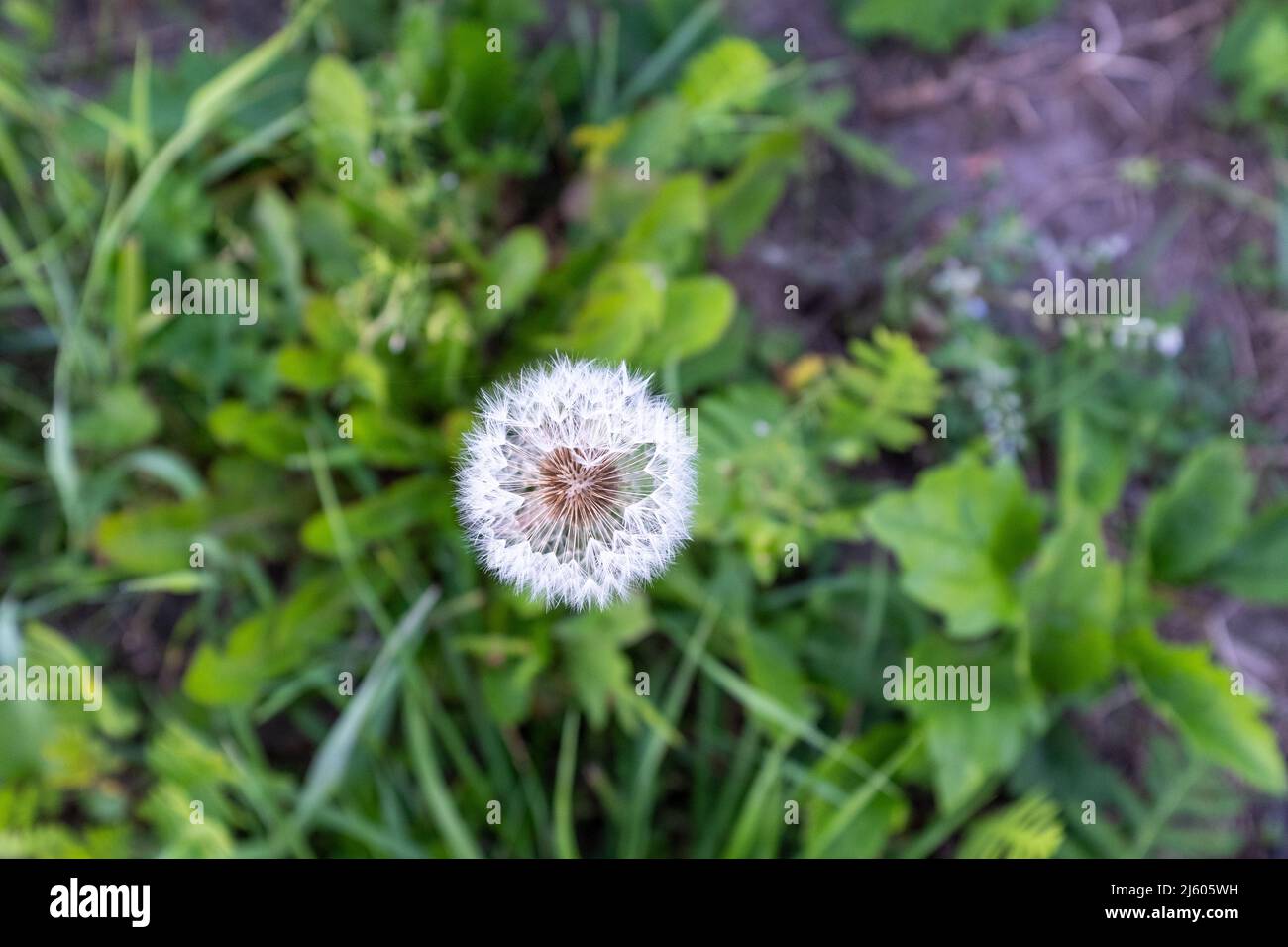 A single dandelion on the bon in the meadow. A fluffy dandelion on a ...