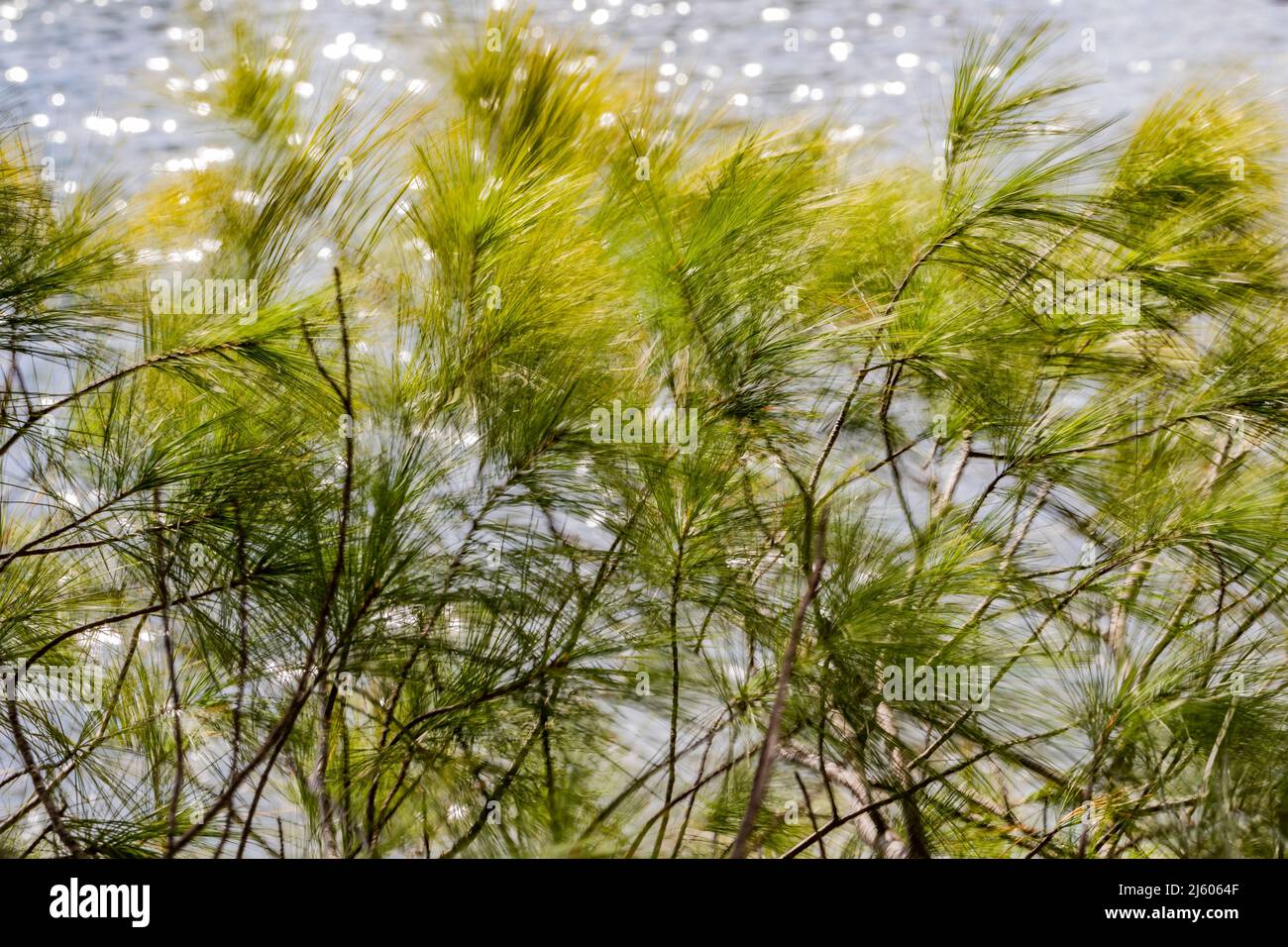 Eastern White Pine, Pinus strobus, needles blowing in a fierce wind ...
