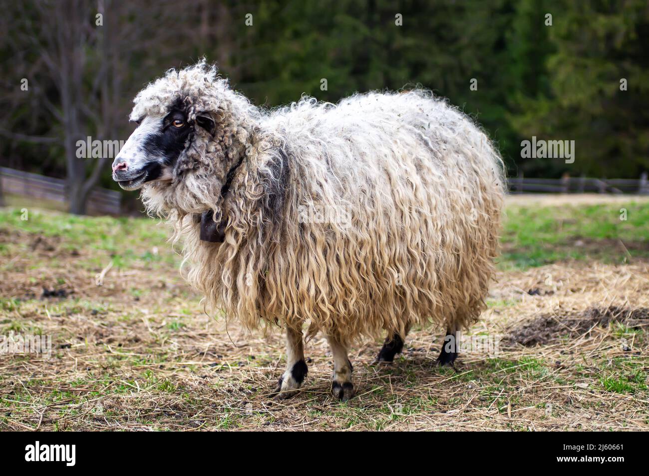 Adult sheep, white with black muzzle, portrait against a forest ...