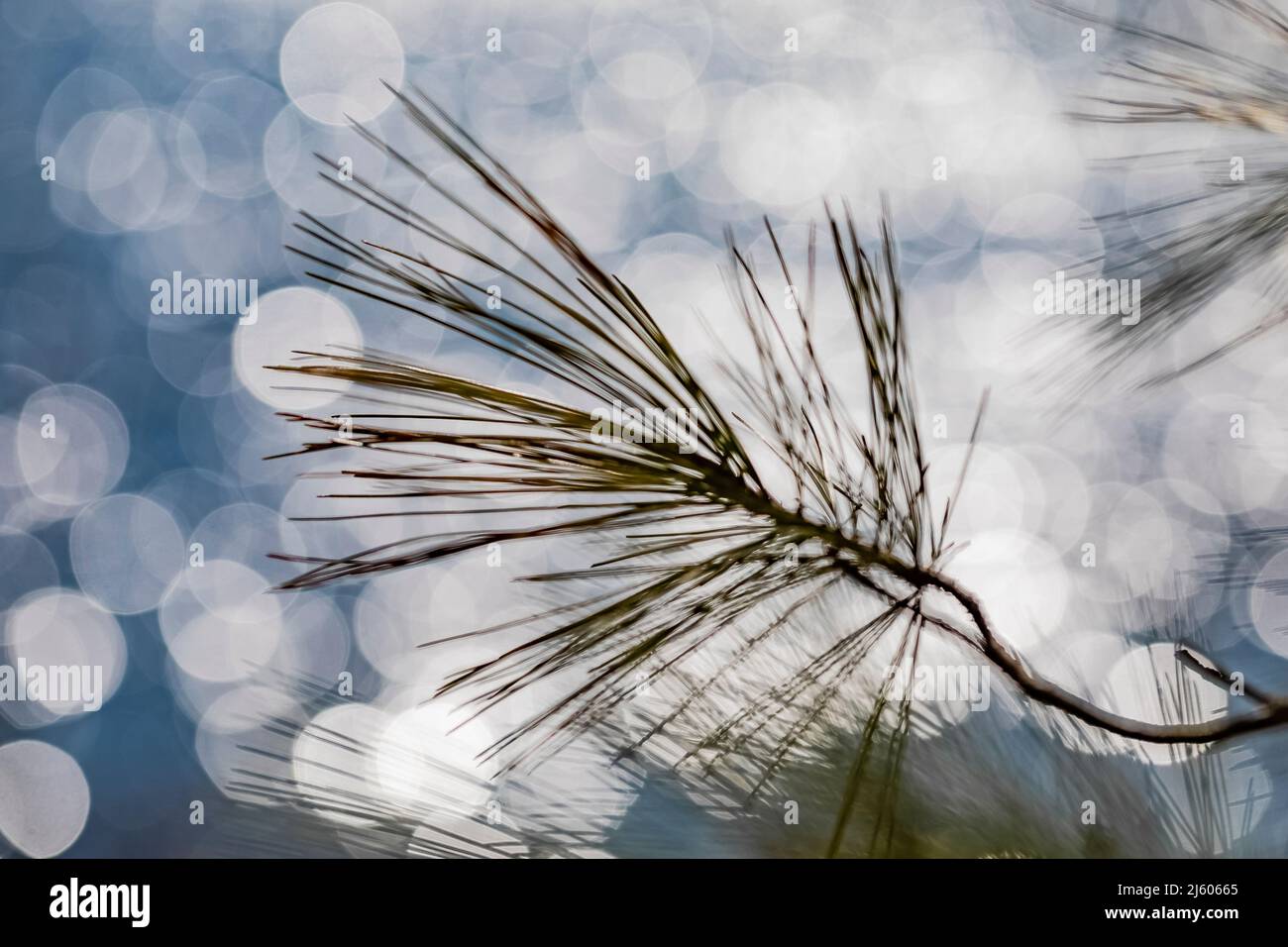 Eastern White Pine, Pinus strobus, needles against a background of sun ...