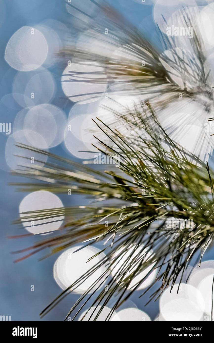 Eastern White Pine, Pinus strobus, needles against a background of sun ...