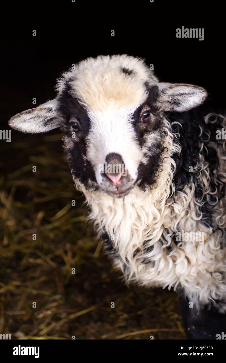 Little lamb, white with black face, portrait. Looking at the camera ...