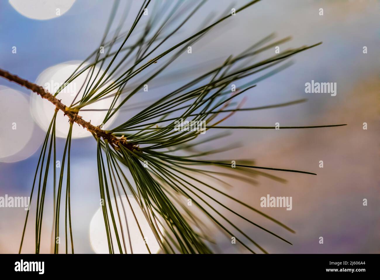 Eastern White Pine, Pinus strobus, needles against a background of sun ...