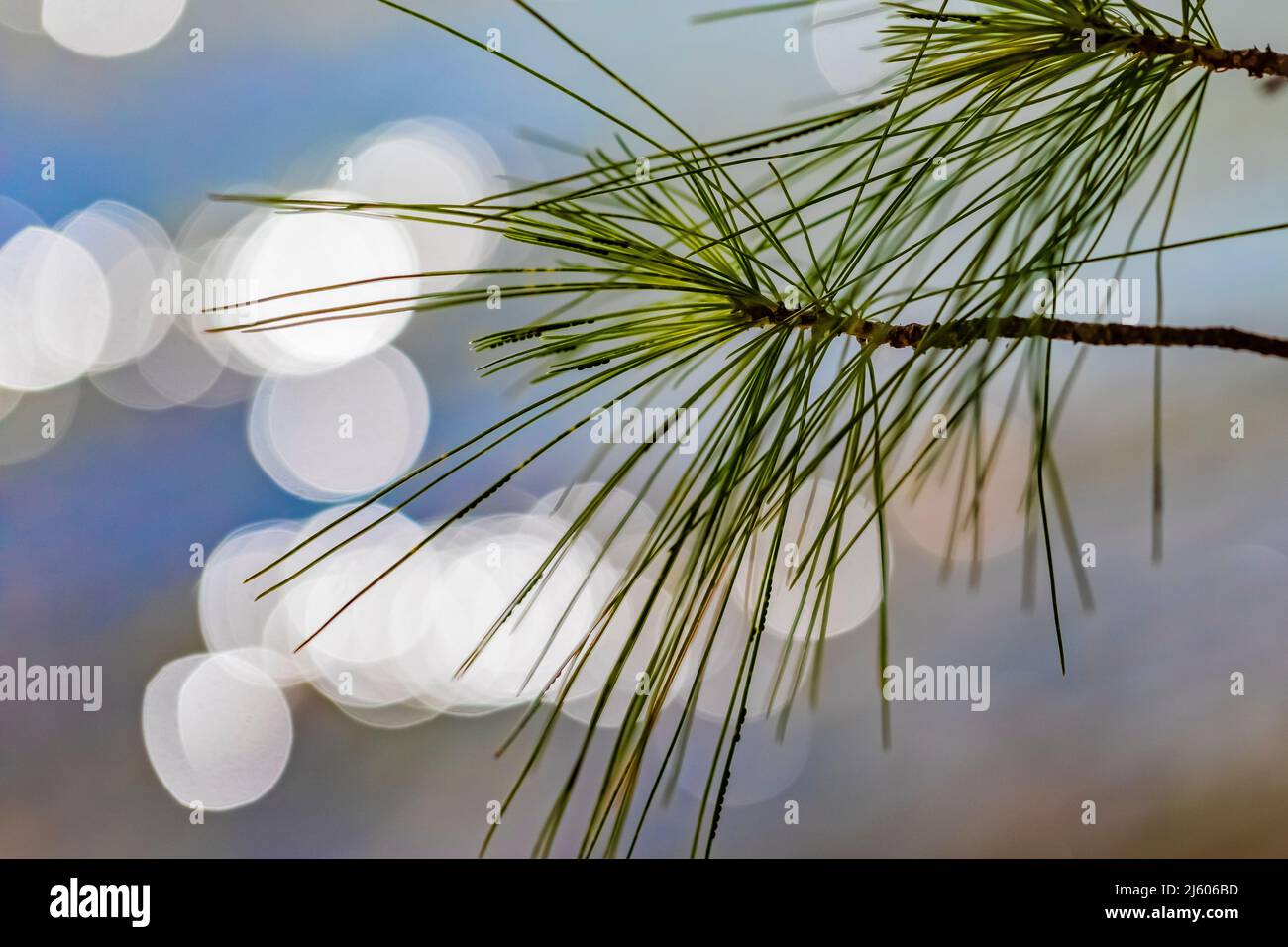 Eastern White Pine, Pinus strobus, needles against a background of sun ...