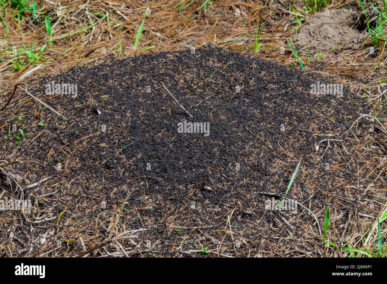 Ant tunnels hi-res stock photography and images - Alamy