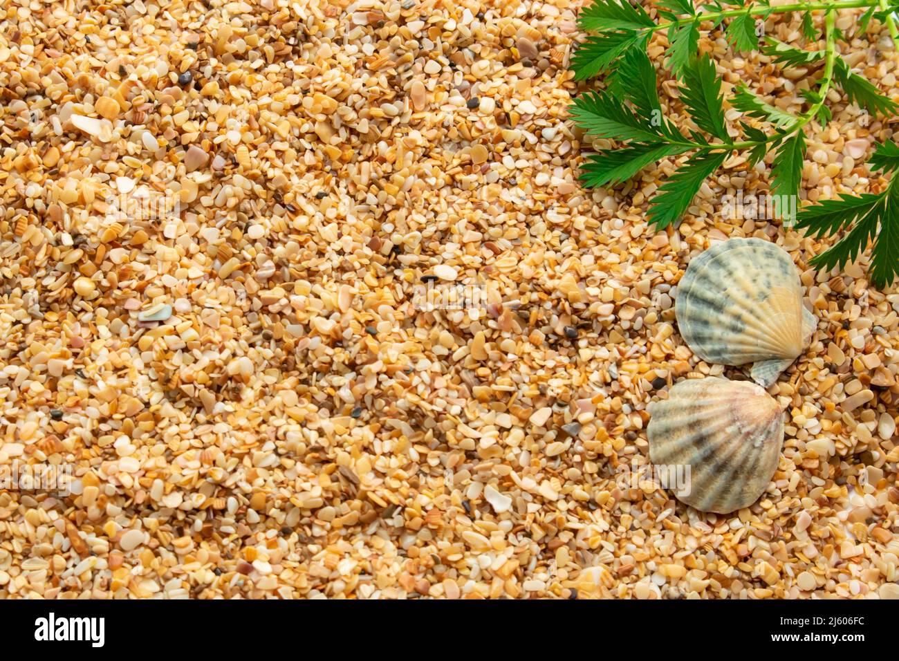 Sea shells on sand. Summer beach background. Top view Stock Photo - Alamy