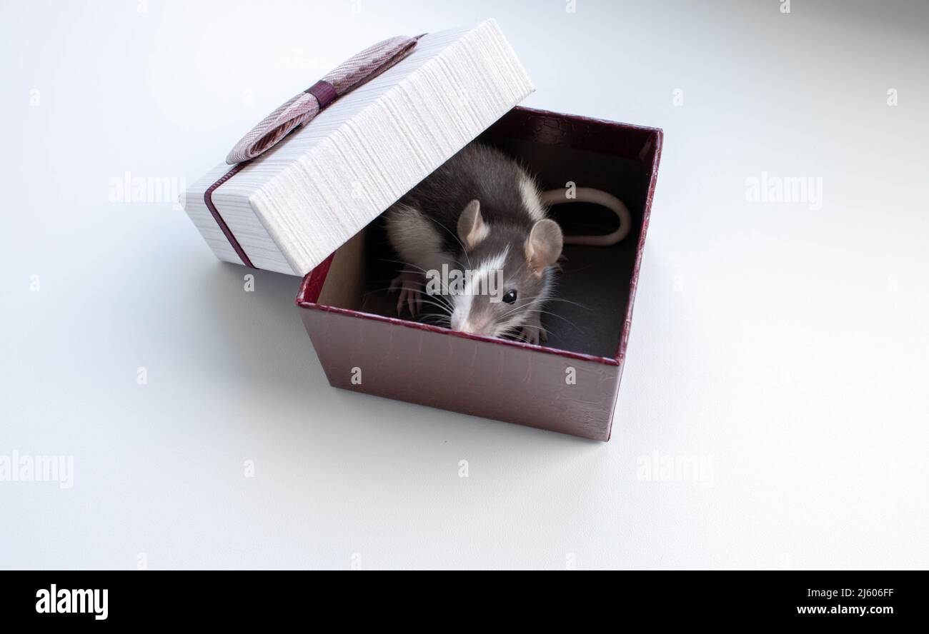 Rat in a box hi-res stock photography and images - Alamy