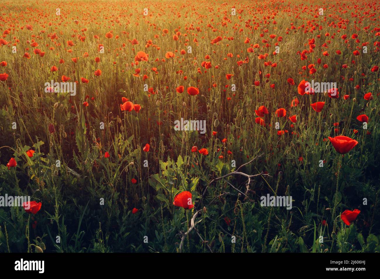 Red common poppy flowers in grass field meadow in spring, beautiful ...